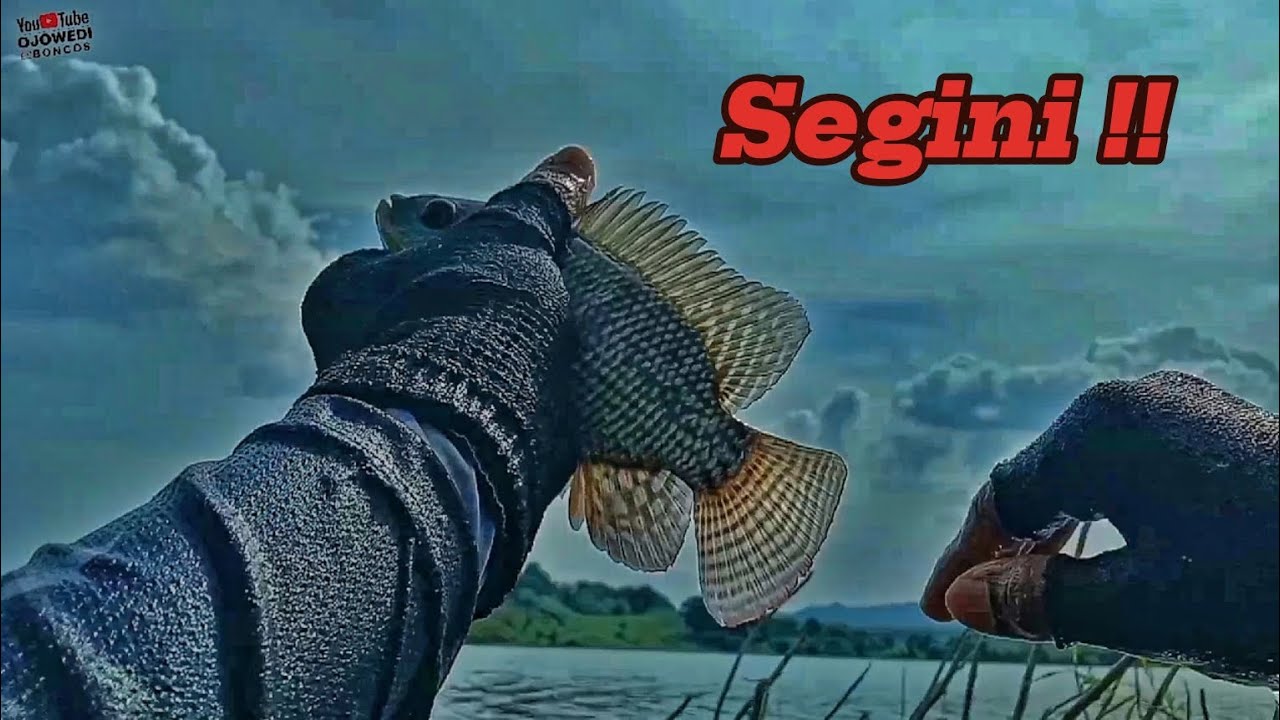 IKAN NYA SEGINI - GINI || SPOT MBAH KATAM ‼️WADUK PACAL BOJONEGORO ...