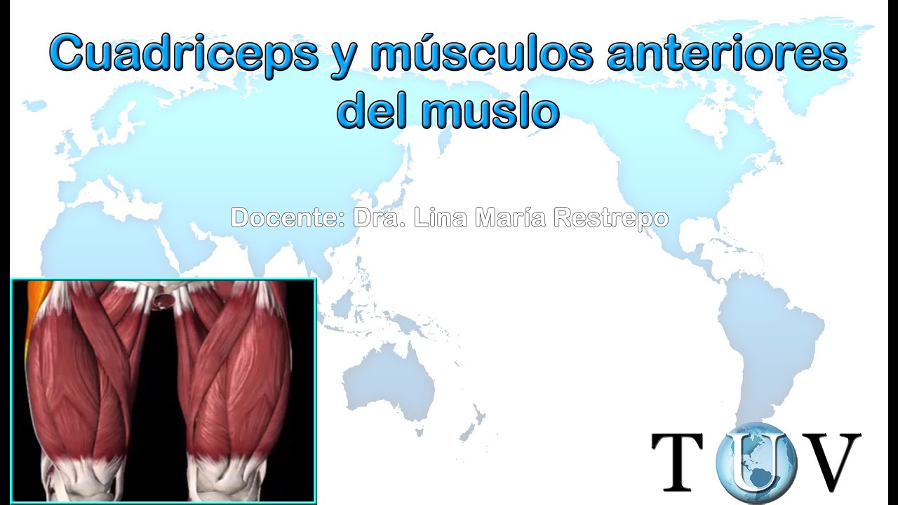 Músculos del cuadriceps y porción anterior del muslo - YouTube