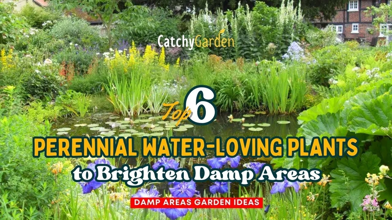 Water Loving Plants Zone 6B at Richard Schrader blog