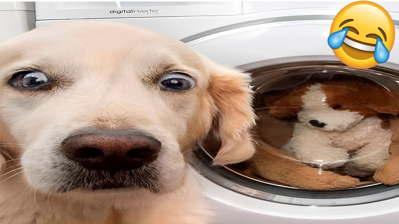 best cats 😻 and dogs 🐶 - cute funny animal - try not to laugh #30 - YouTube