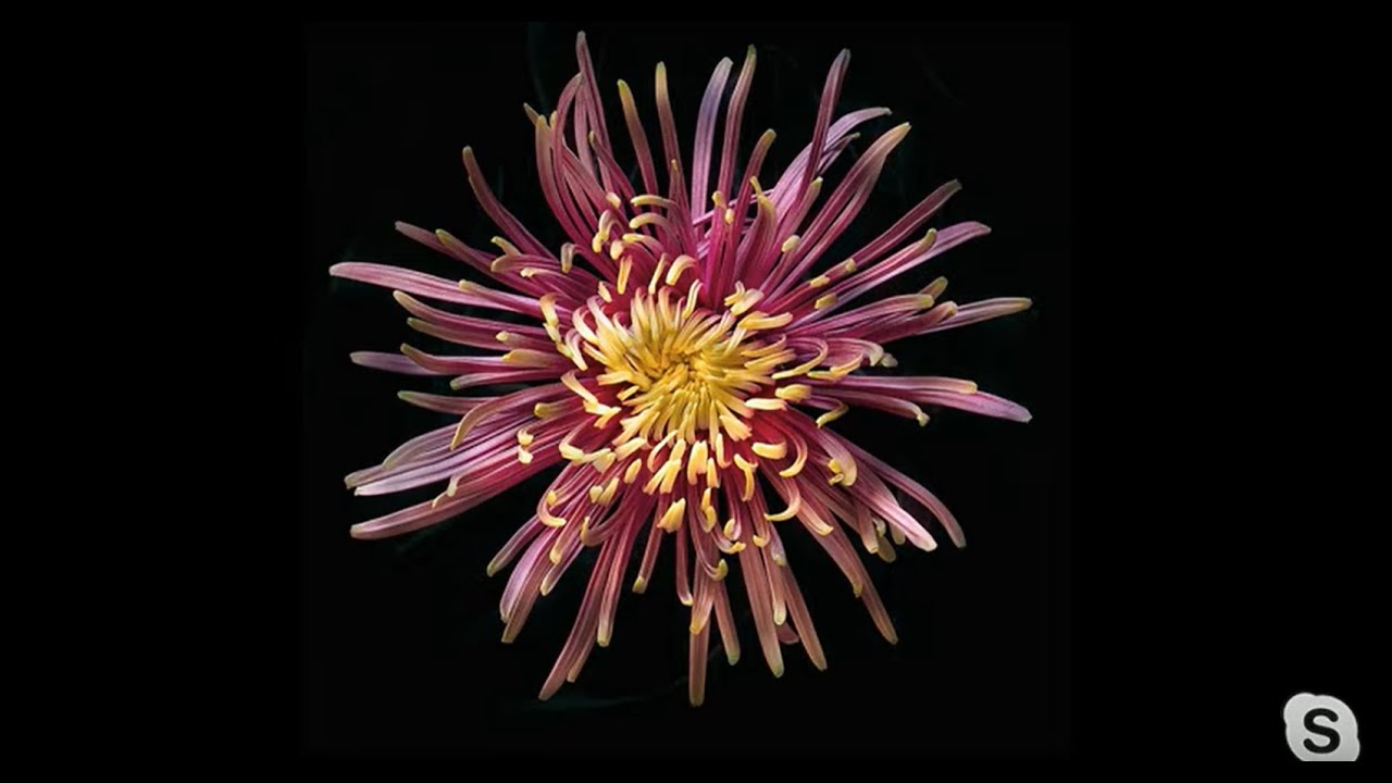 Harold Davis in Janice Sullivan's Macro Photography Live Chat Show #46 ...