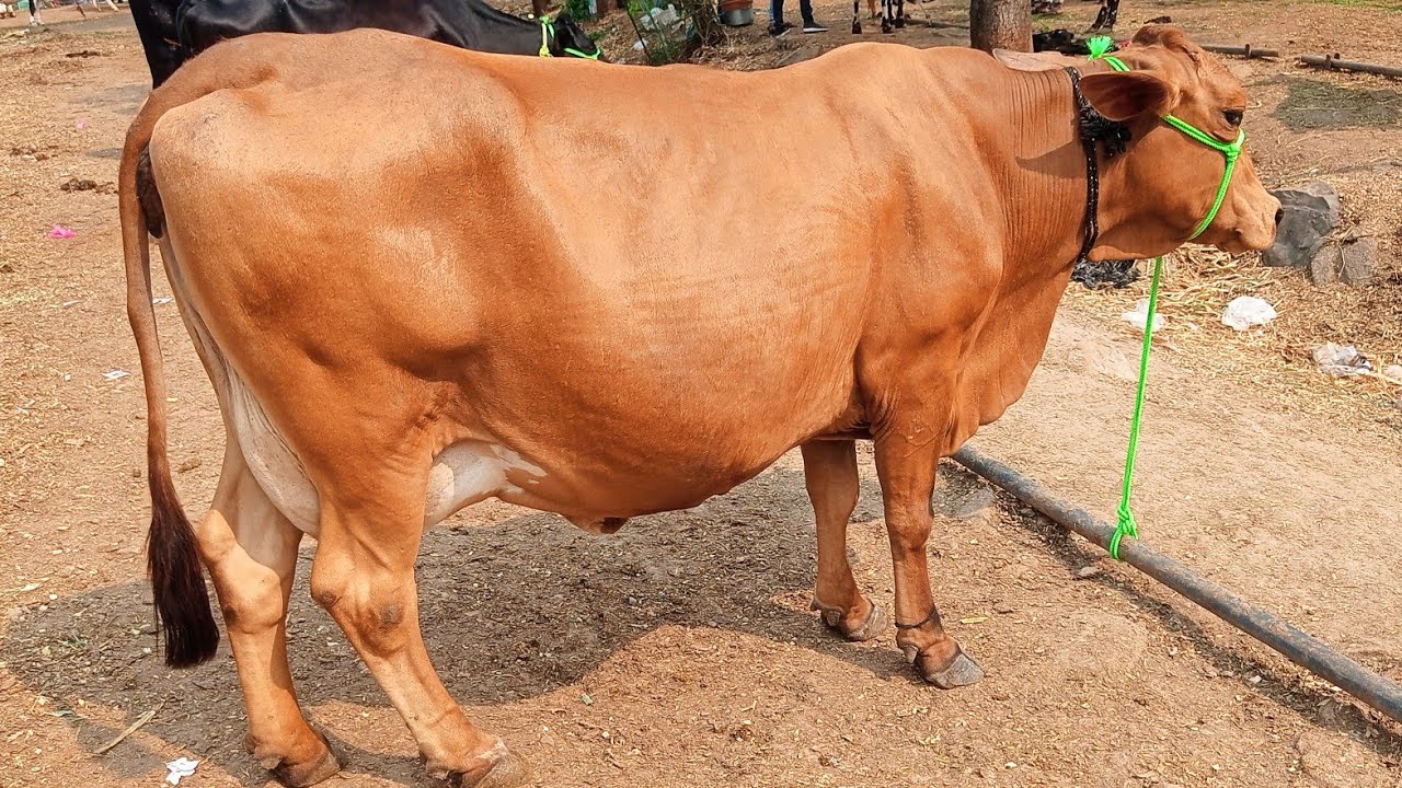 Loni Cow Market | लोणी गाय बाजार | बुधवार गाय बाजार लोणी राहता # ...