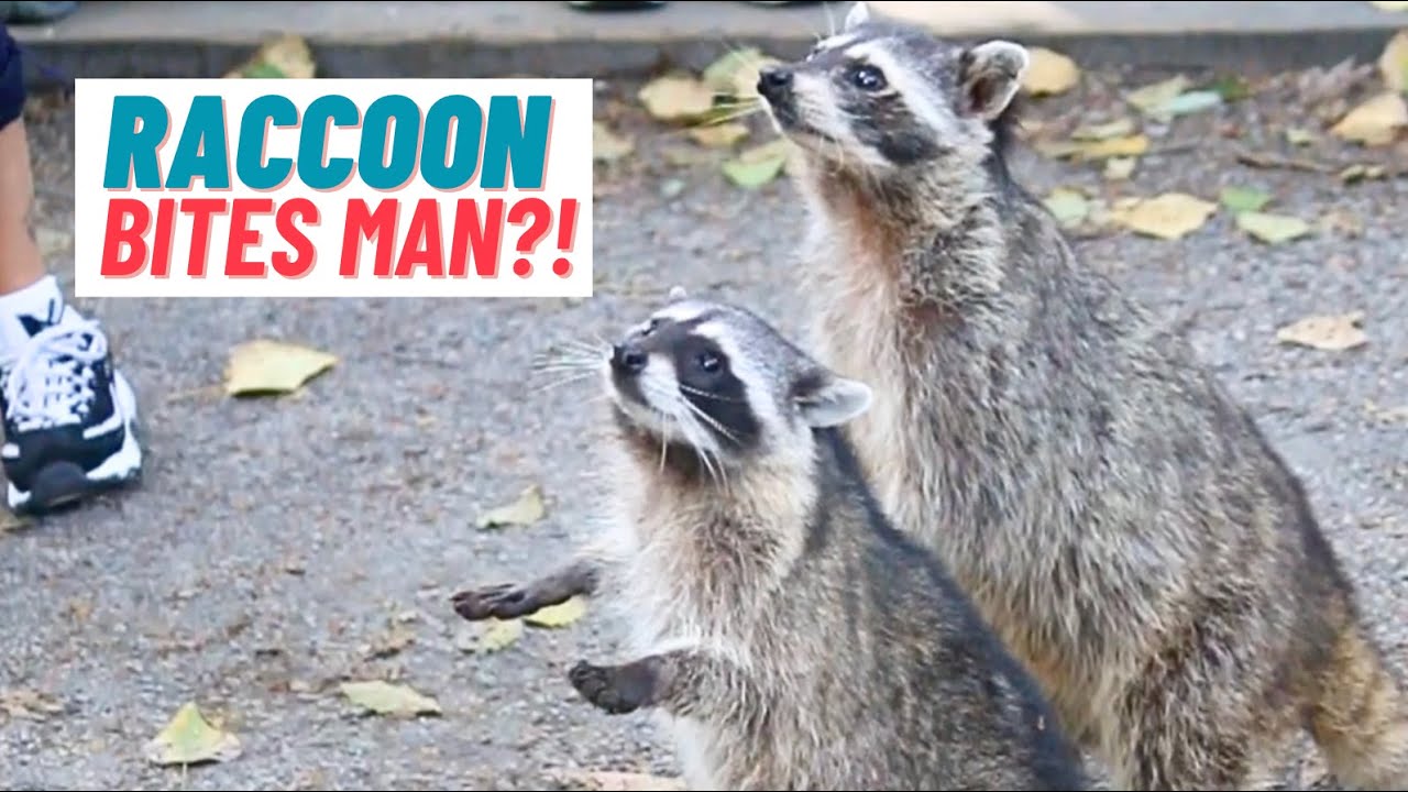 Raccoons BITING and people FIGHTING! Who's in the right? | #raccoons # ...