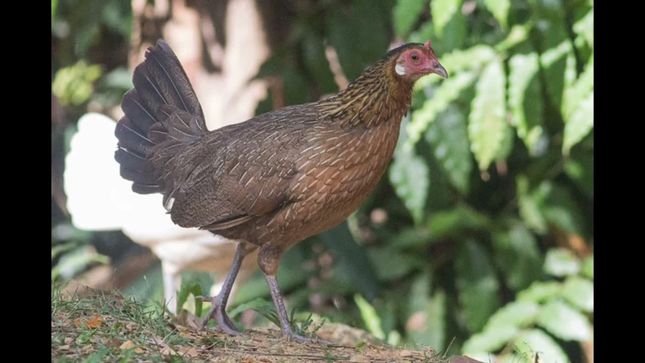 Suab poj qaib qus zeev zoo heev |2023| - YouTube