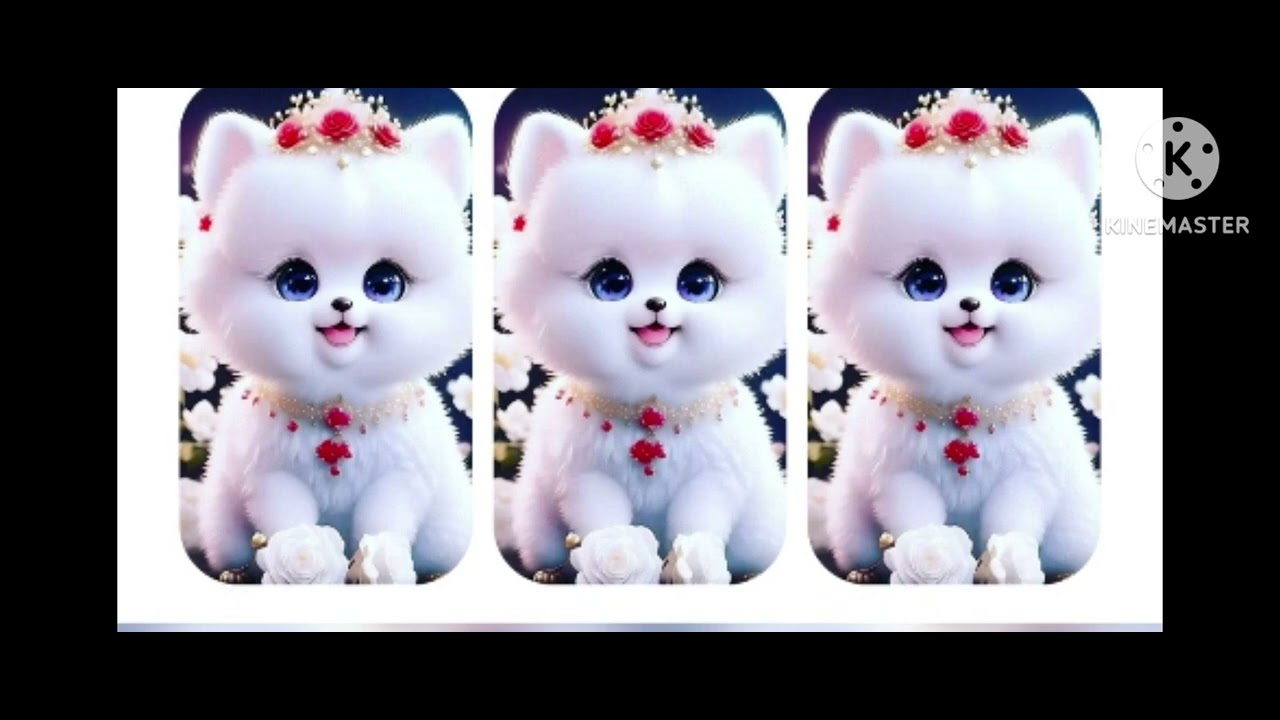 cute cat wish song 😍🤩 - YouTube