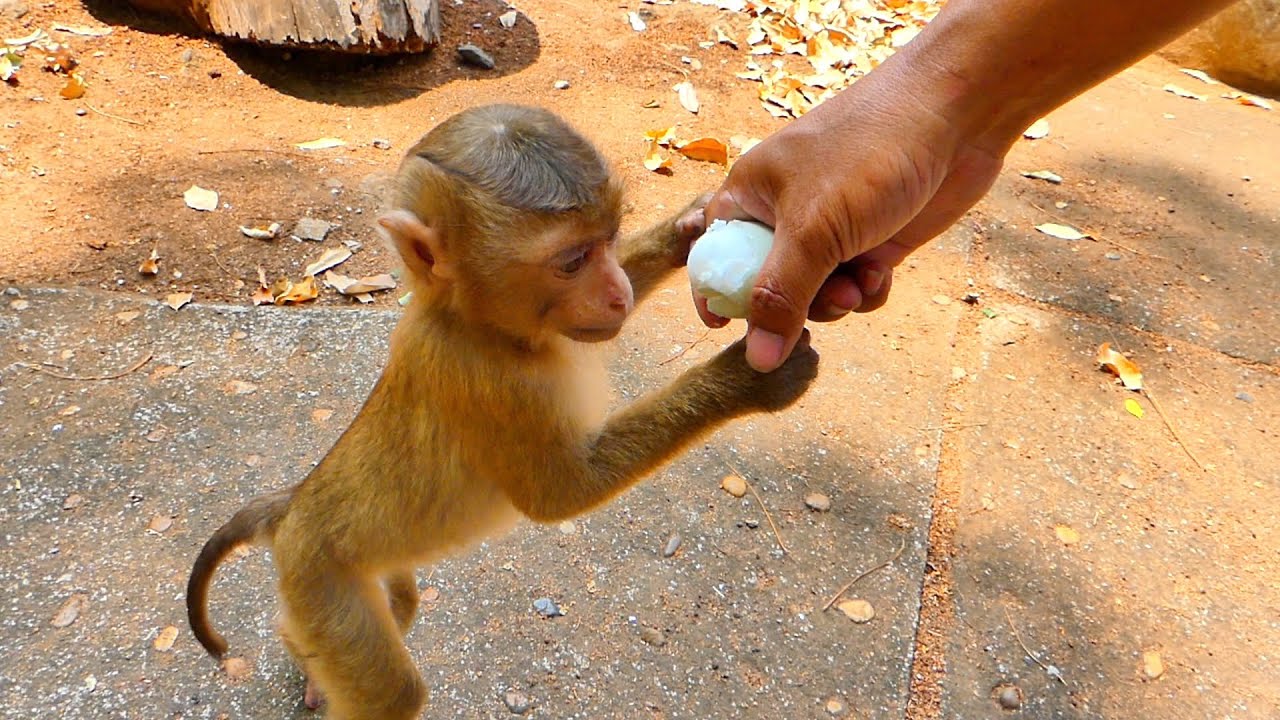 SARO monkey is very happy when to get the egg from the but he can't eat ...