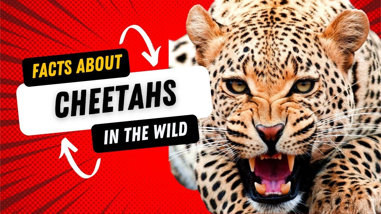 The Speed and Agility of Cheetahs: Ultimate Predators of the African ...