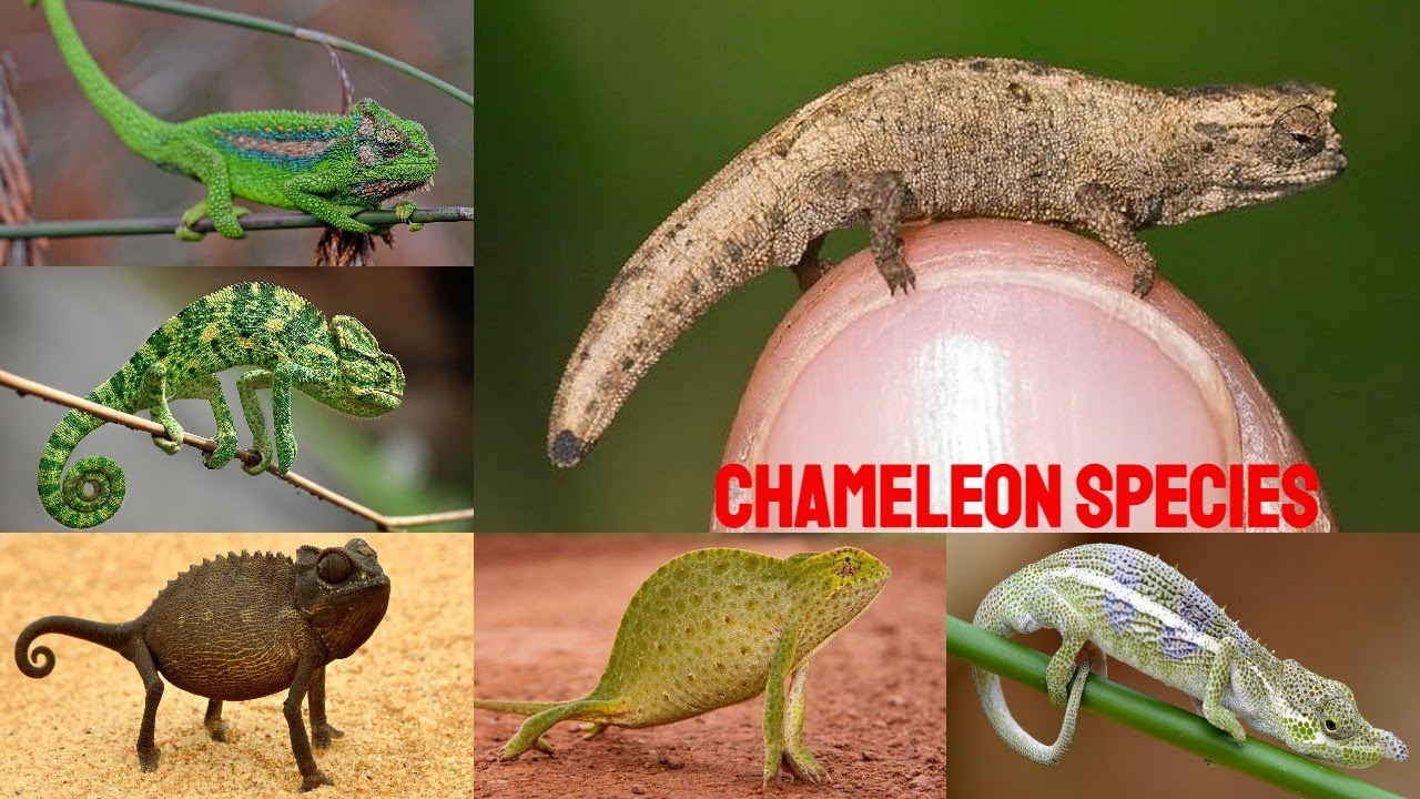 Types Of Chameleons