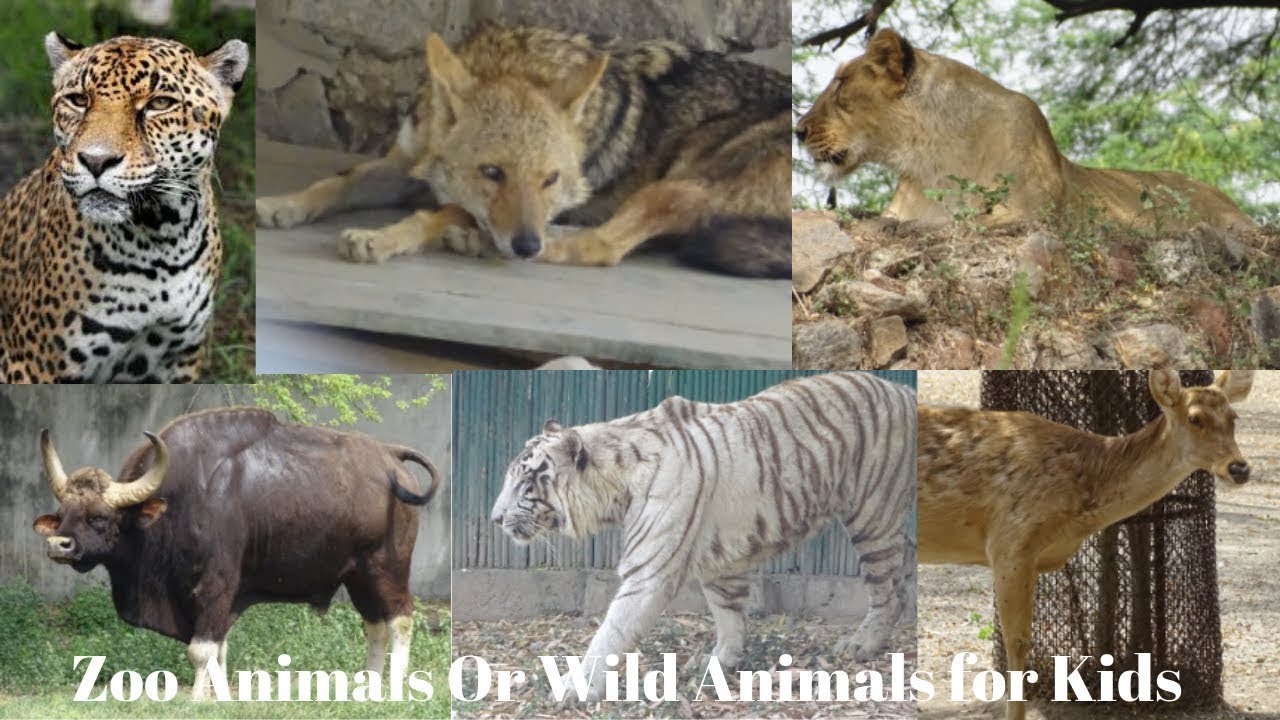 Chidiya Ghar Delhi Zoo Animals For Kids Delhi chidiya-ghar-delhi-zoo-animals-for-kids-delhi