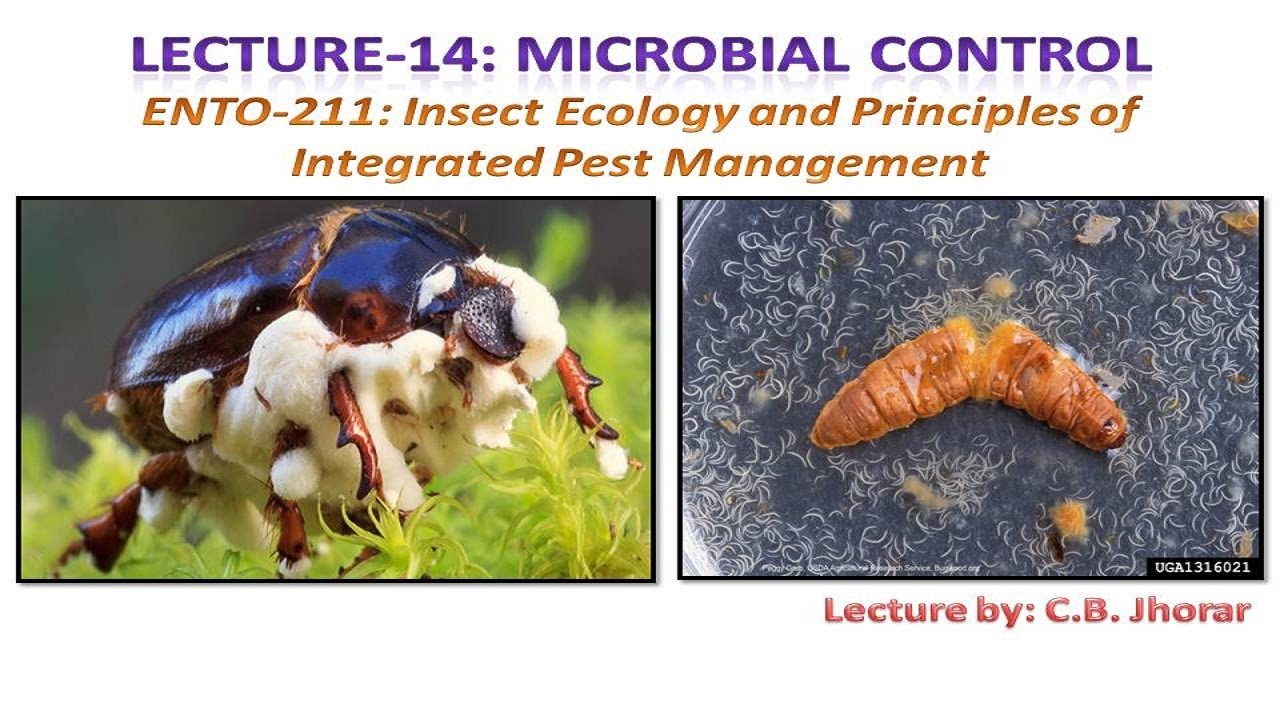 ENTO - 211 : Lecture 14 Biological Control ( III ) / Microbial Control ...