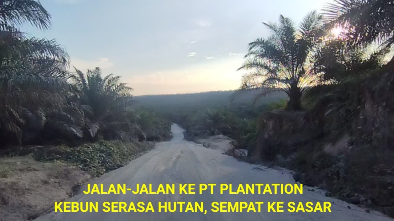 PT KAYAN PLANTATION KEBUN SAWIT TERLUAS KALIMANTAN UTARA, 10 RB HEKTAR ...
