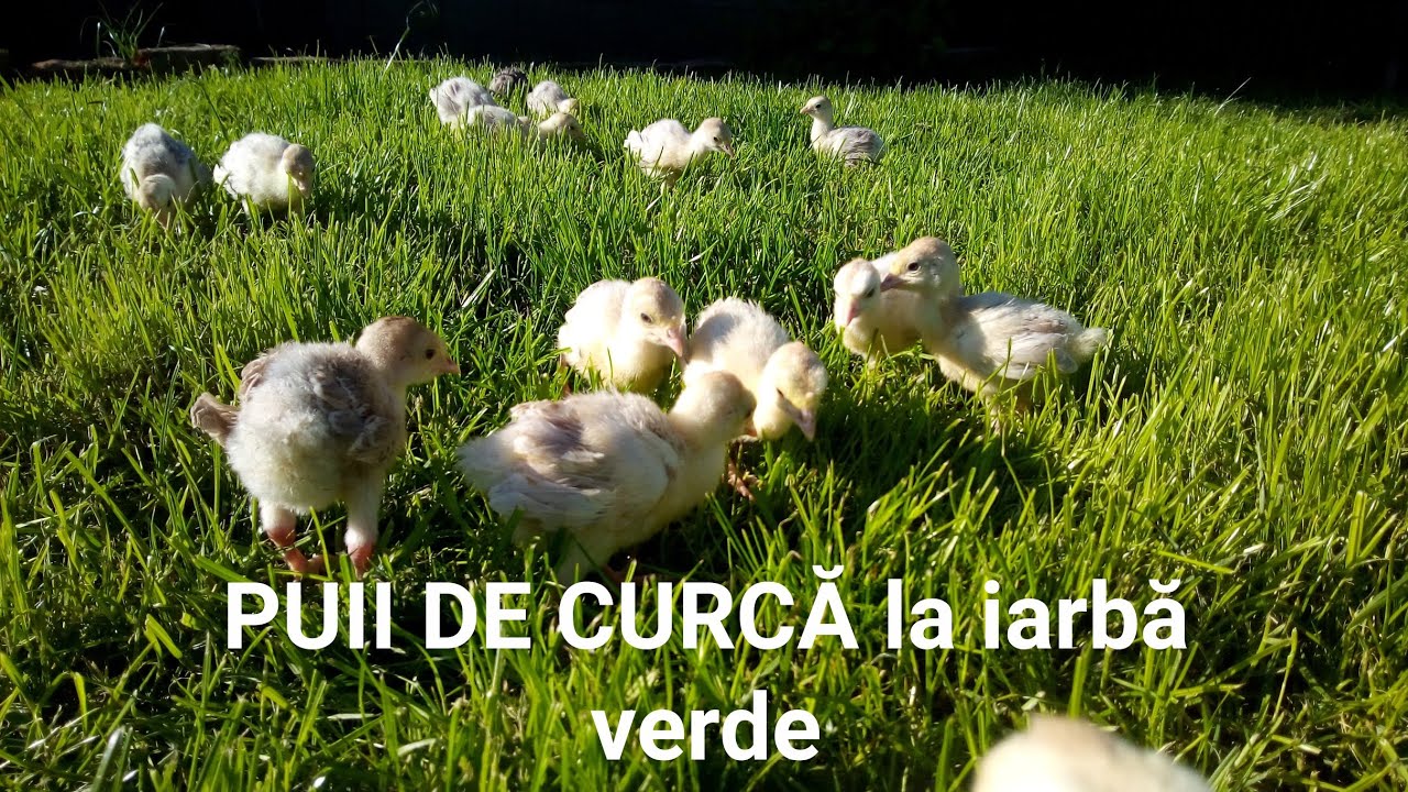 Puii de curca - ziua 7 - YouTube