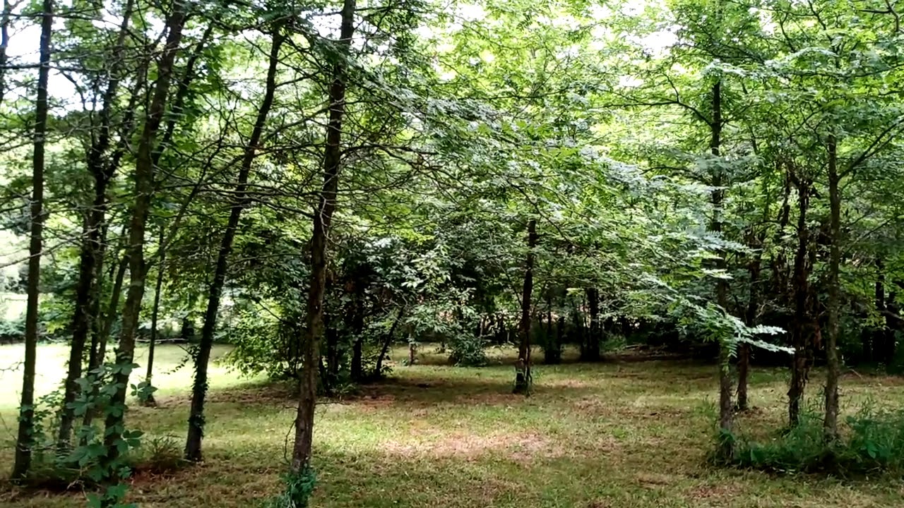 Thorn forest 6-27-2020 - YouTube