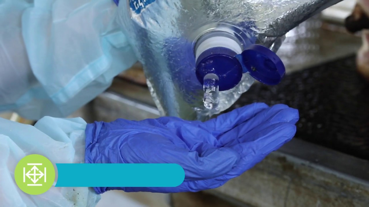 How to use Armenta's APT-x Device to Treat Bovine Mastitis - YouTube