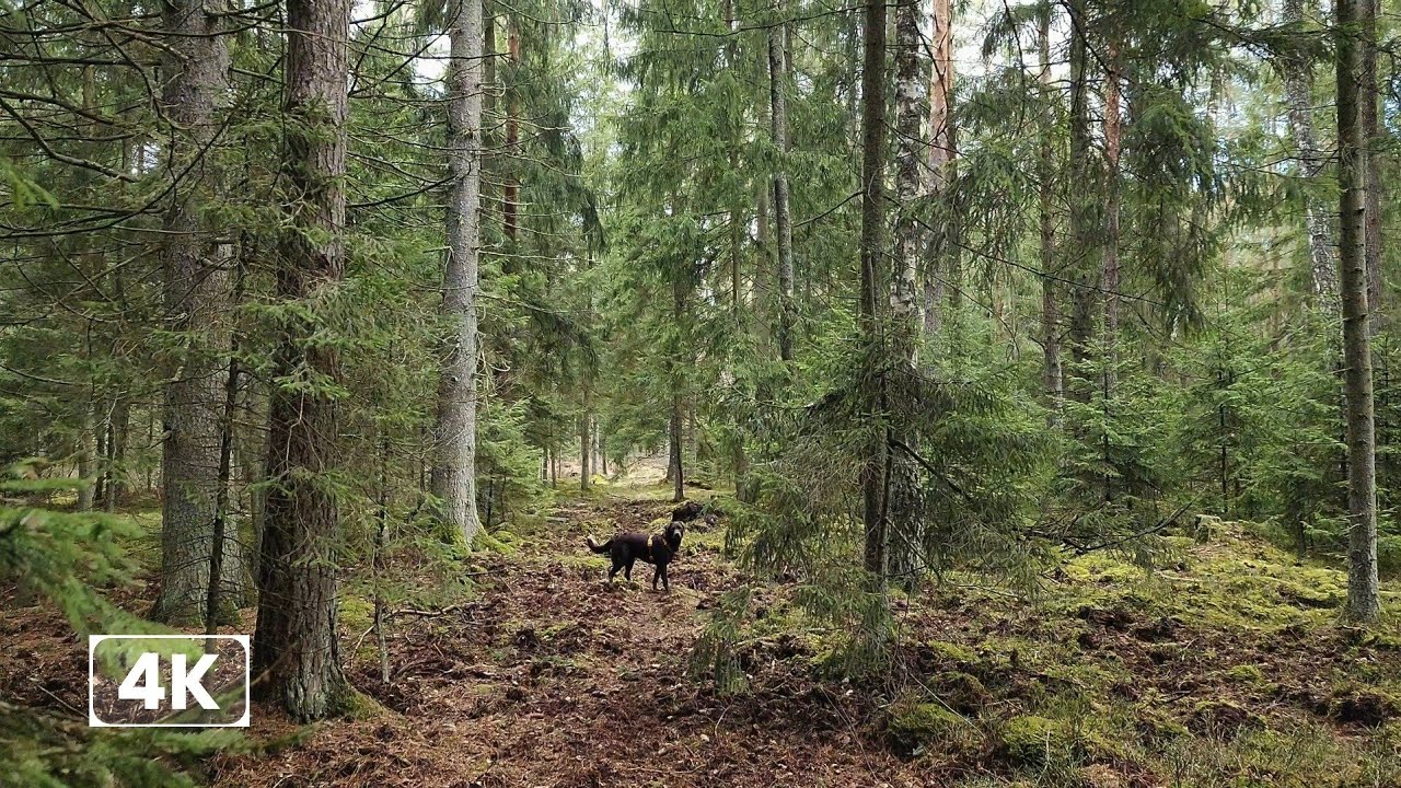 4К| Relaxing walk with dog along animal trails - YouTube