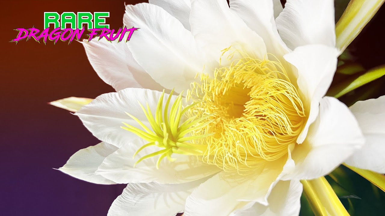 MR. WOO (Mister Woo ) DRAGON FRUIT TASTING and REVIEW / Tangy, Mild ...