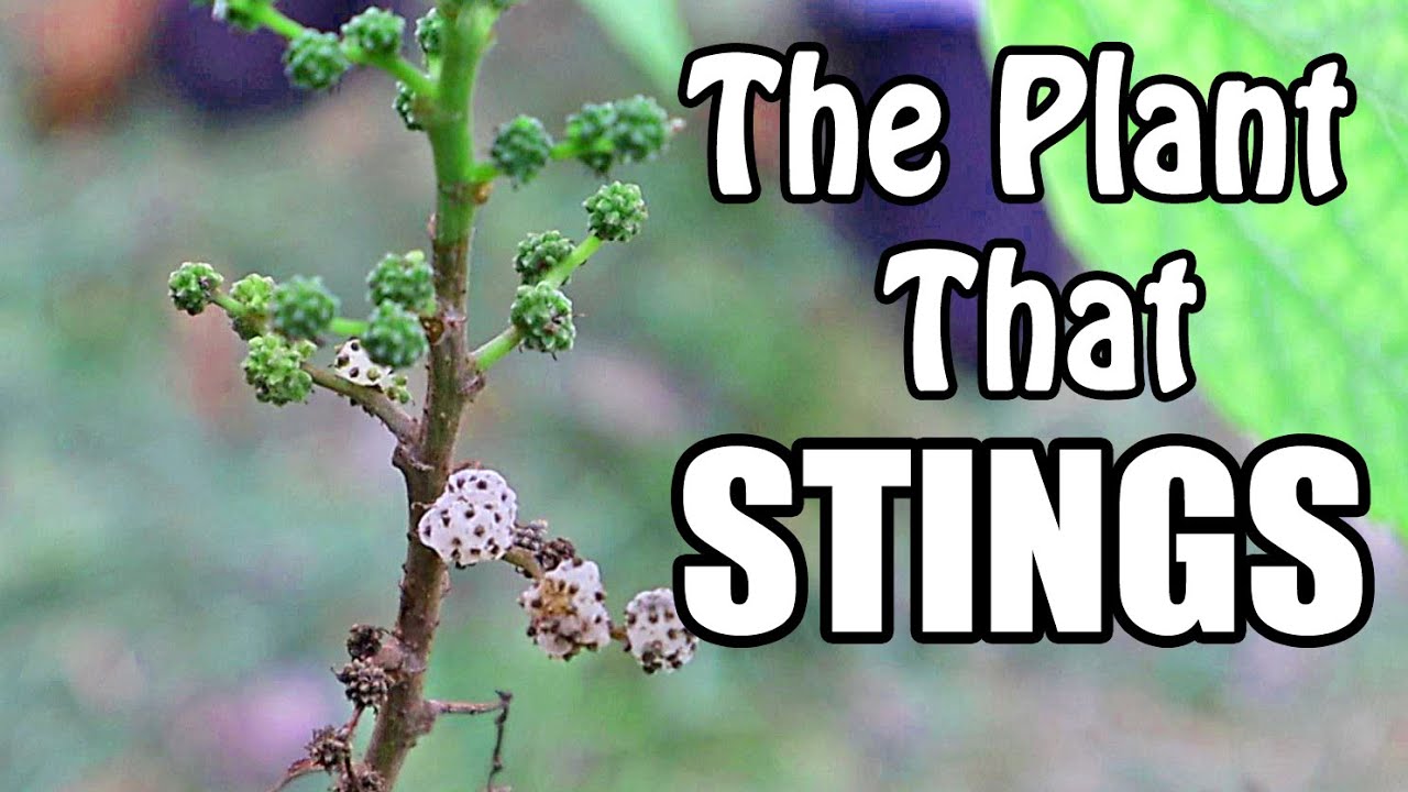 STINGING NETTLE FRUIT : The Plant That Stings You - Weird Fruit ...