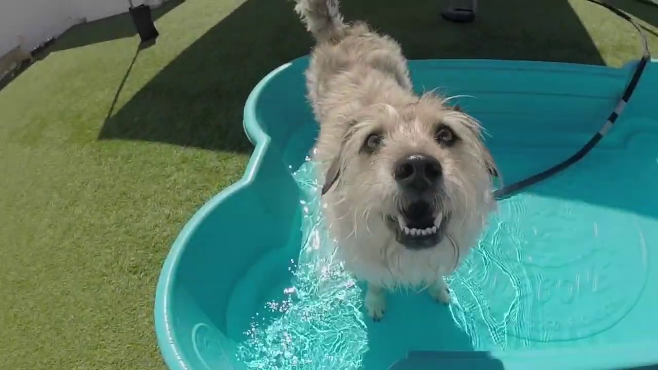 Small Dogs! - YouTube