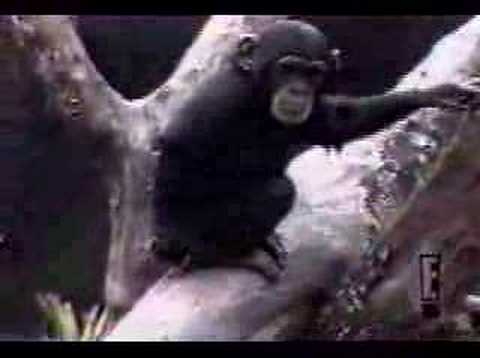 Macaco Enfia o Dedo no Ânus e Cheira