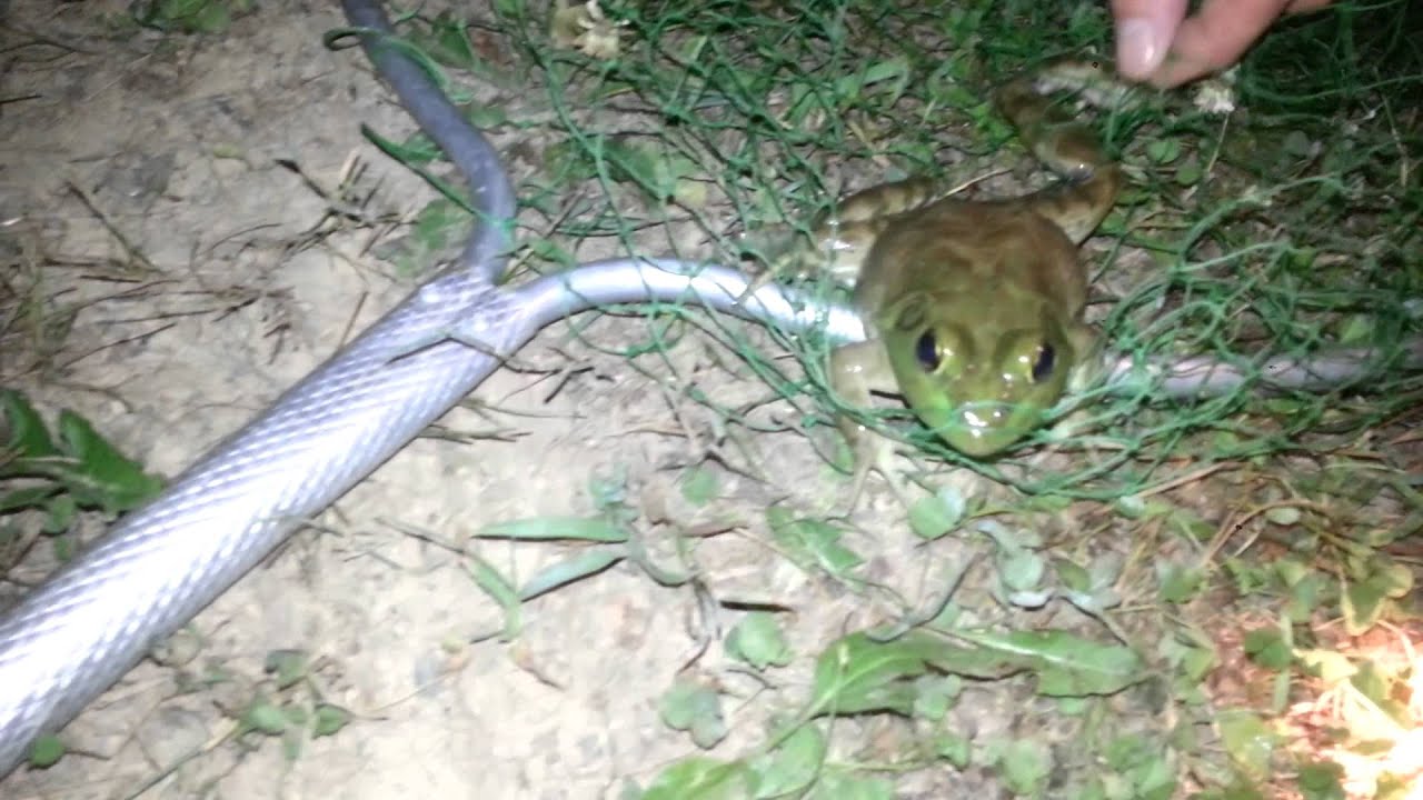 Frog screams like a mad cat. ...★HILARIOUS★ - YouTube