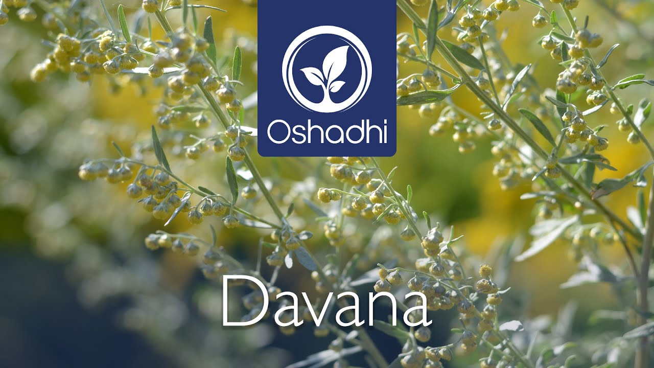 Davana (Artemisia pallens) | Essential-Oil-Plant Portrait by Dr. Malte ...