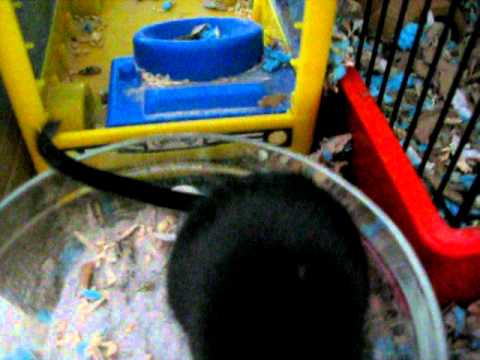 cool gerbil - YouTube
