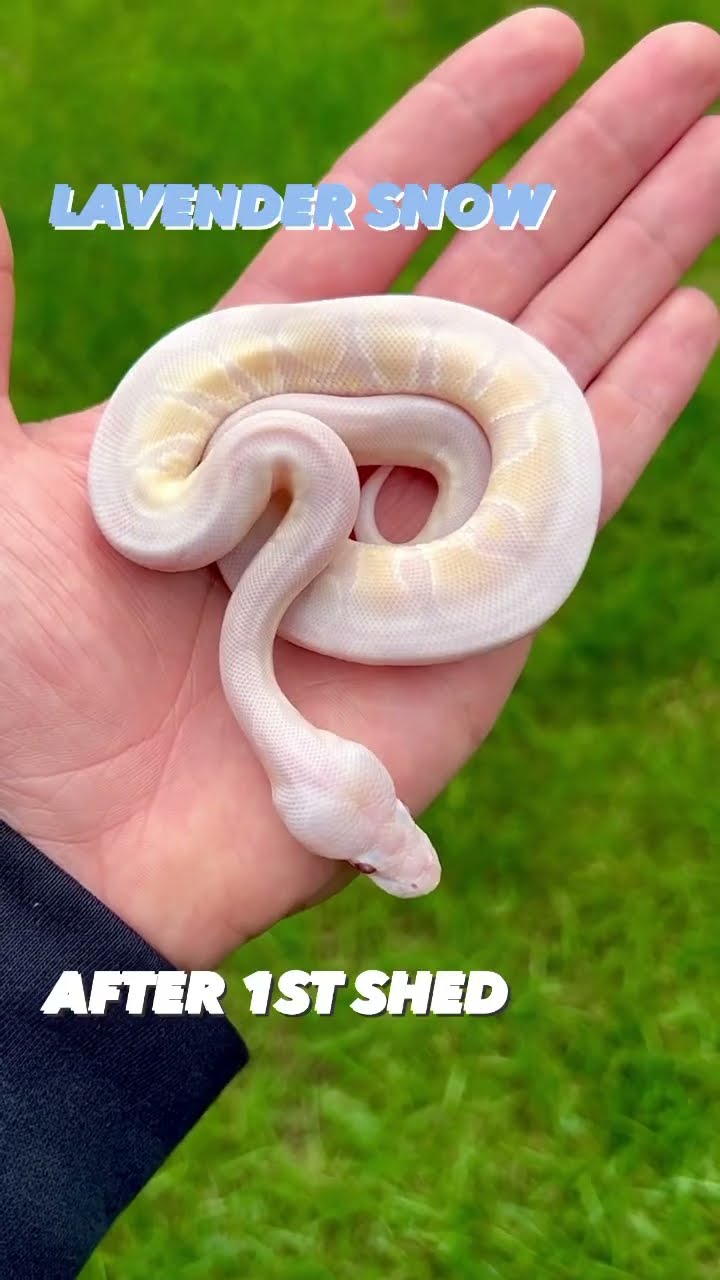 LAVENDER SNOW BALL PYTHON - YouTube