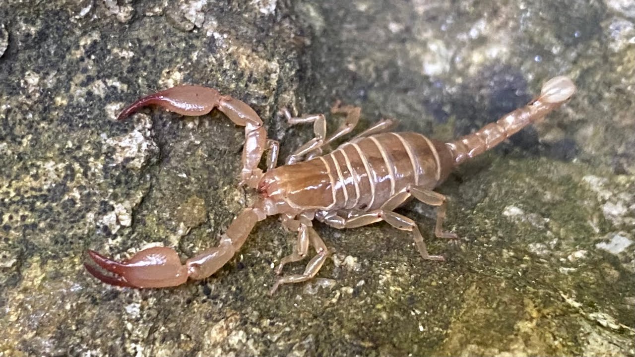 Looking for Europe's Rarest Scorpion - YouTube