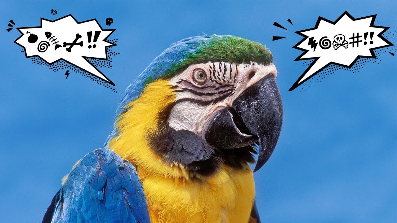Why Do Birds Copy Words & Sounds? - YouTube