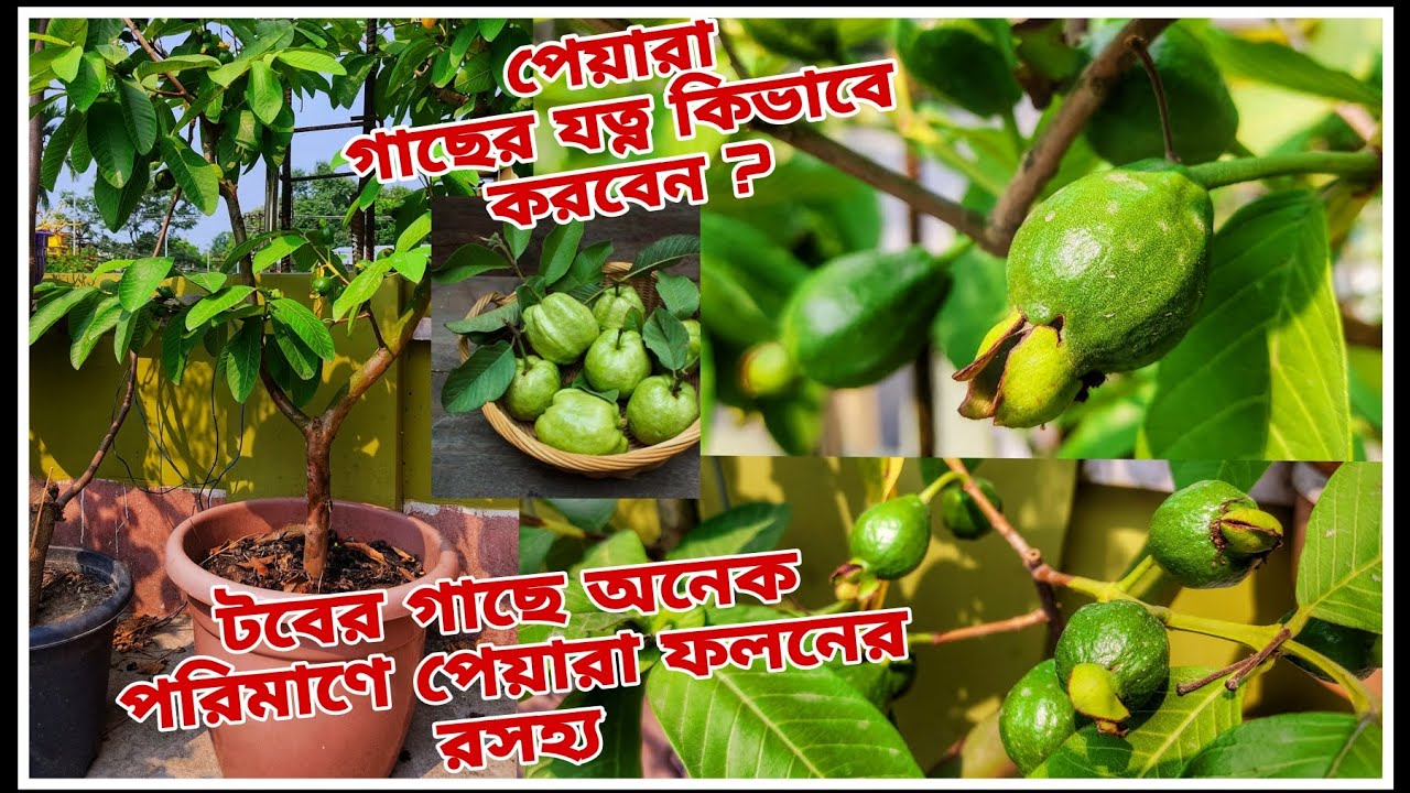 Tobe peyara gach/পেয়ারা গাছের যত্ন/টবের গাছে অনেক পরিমাণে পেয়ারার ...