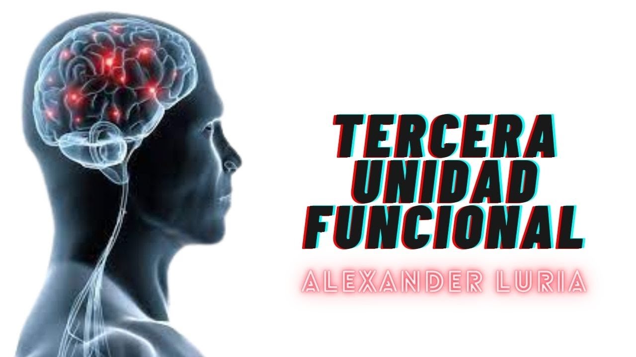 Tercera Unidad Funcional de Luria: modelo de organización cerebral ...
