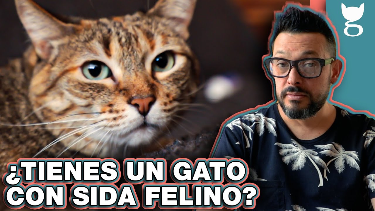 ¿PUEDO TENER UN GATO CON SIDA FELINO? 😺 LA GATERÍA TV - YouTube