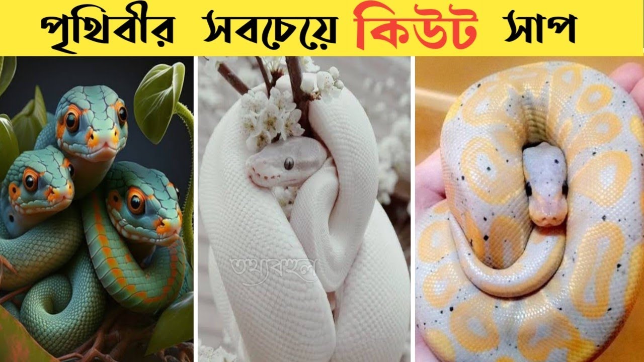 পৃথিবীর সবচেয়ে সুন্দর ৫ টি সাপ।।Most Beautiful Snakes in The world ...