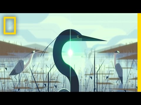 Animation Explores the Beautiful Circles of Our World | Short Film Showcase