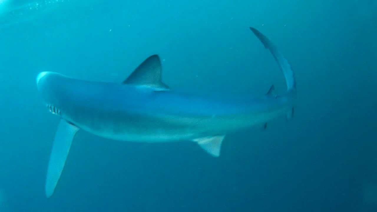 SHARK! PART 1 - YouTube