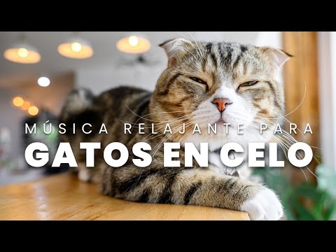Música Para Calmar Gatos En Celo Para Relajar y Dormir | Calma Tu Gata Rápido y Sin Estrés
