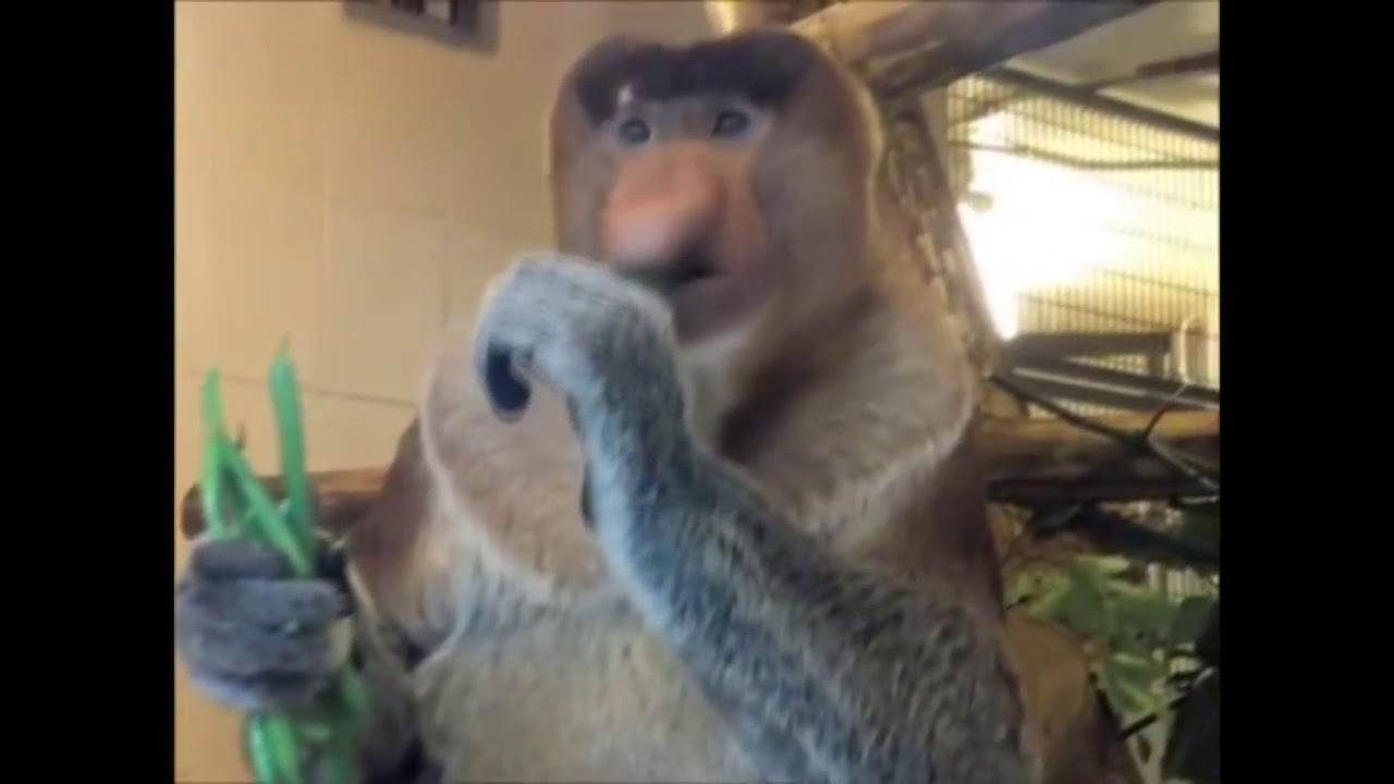 [ The Janush Song ] - Kiedyś to było - YouTube