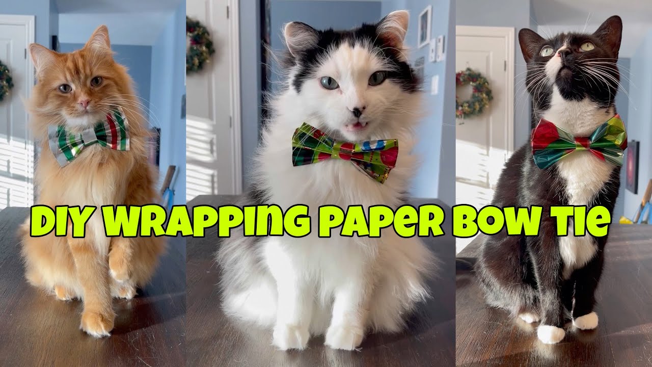How to make a DIY Wrapping Paper Bow Tie for your cat(s). - YouTube