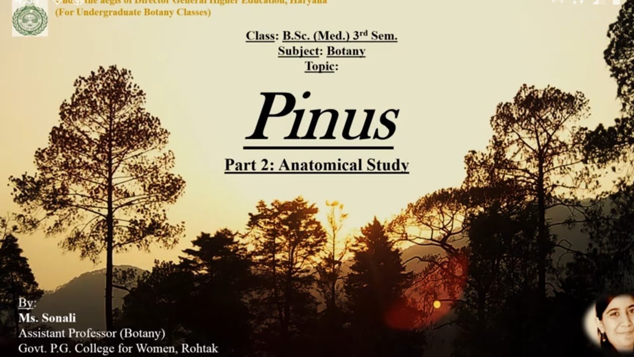Pinus- Part 2 (Anatomical study) - YouTube