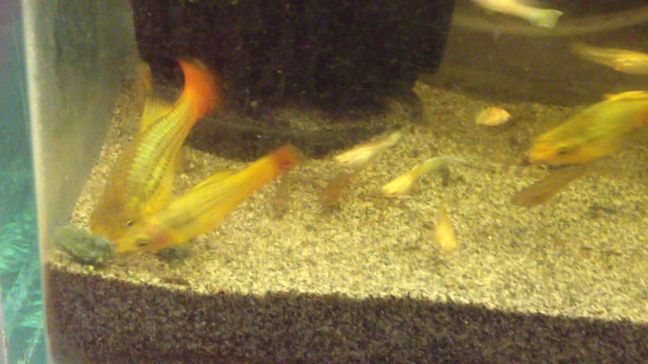 Feeding time... variatus platies & blonde filigree topsword guppies ...