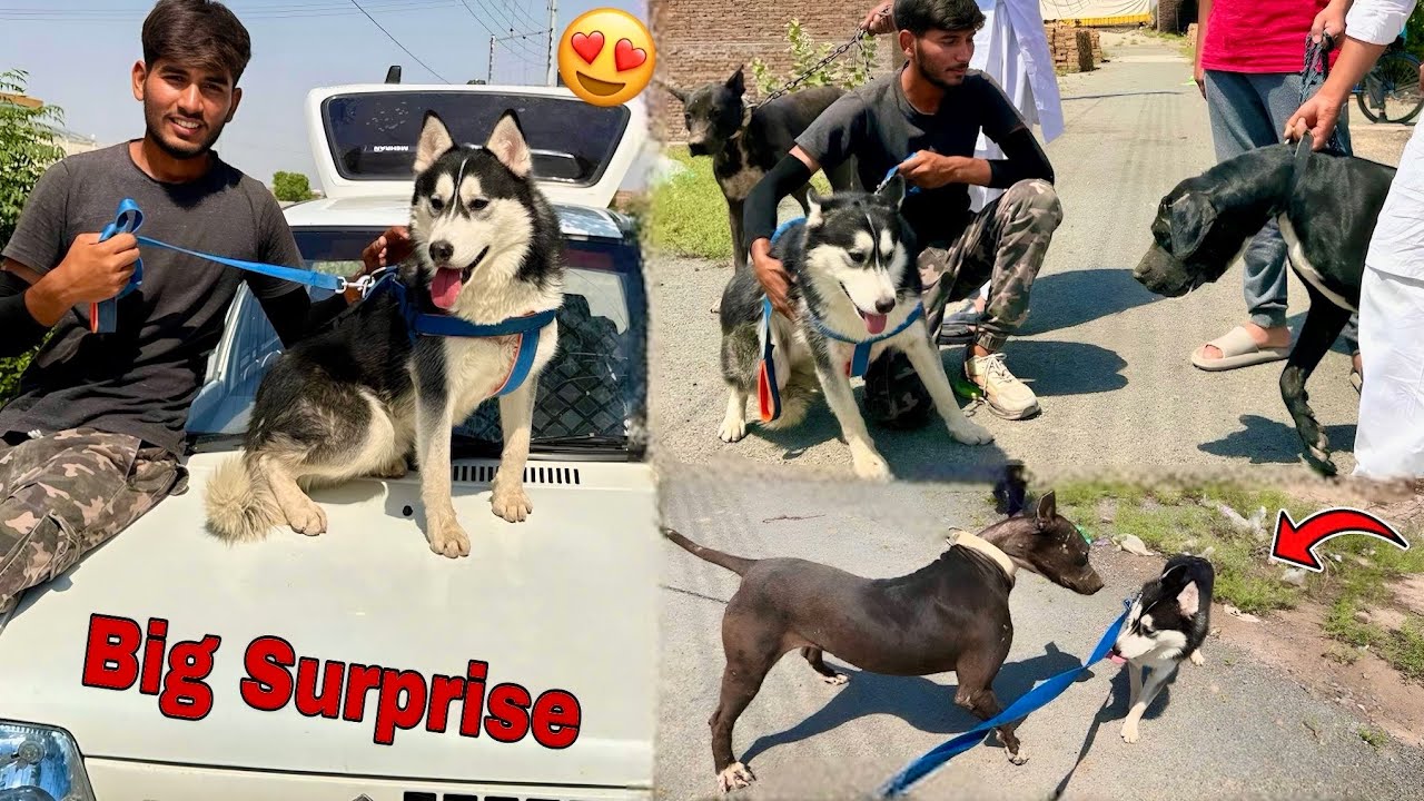 Hum Ny Husky Dog Le Liya😍ll Husky Dog Ka Bully Dogs Sy Panga Hogya💔 ...