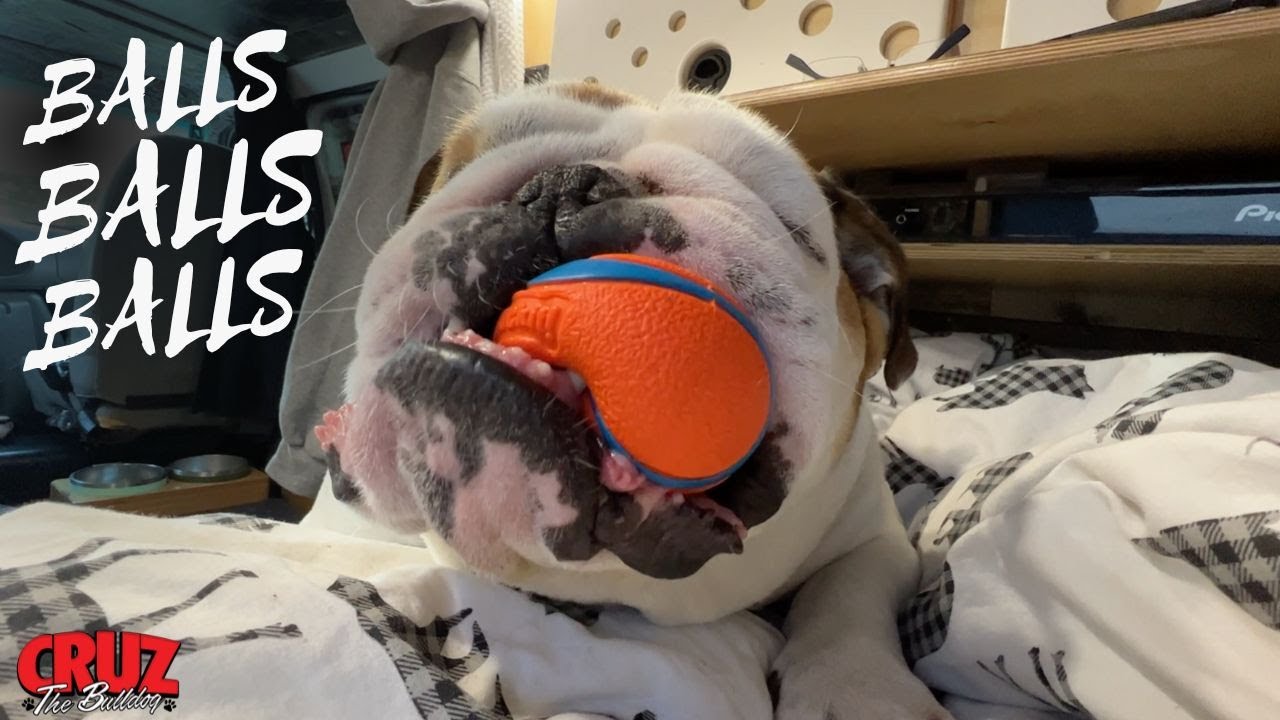 This Bulldog Is a Freak When It Come's To Balls - YouTube