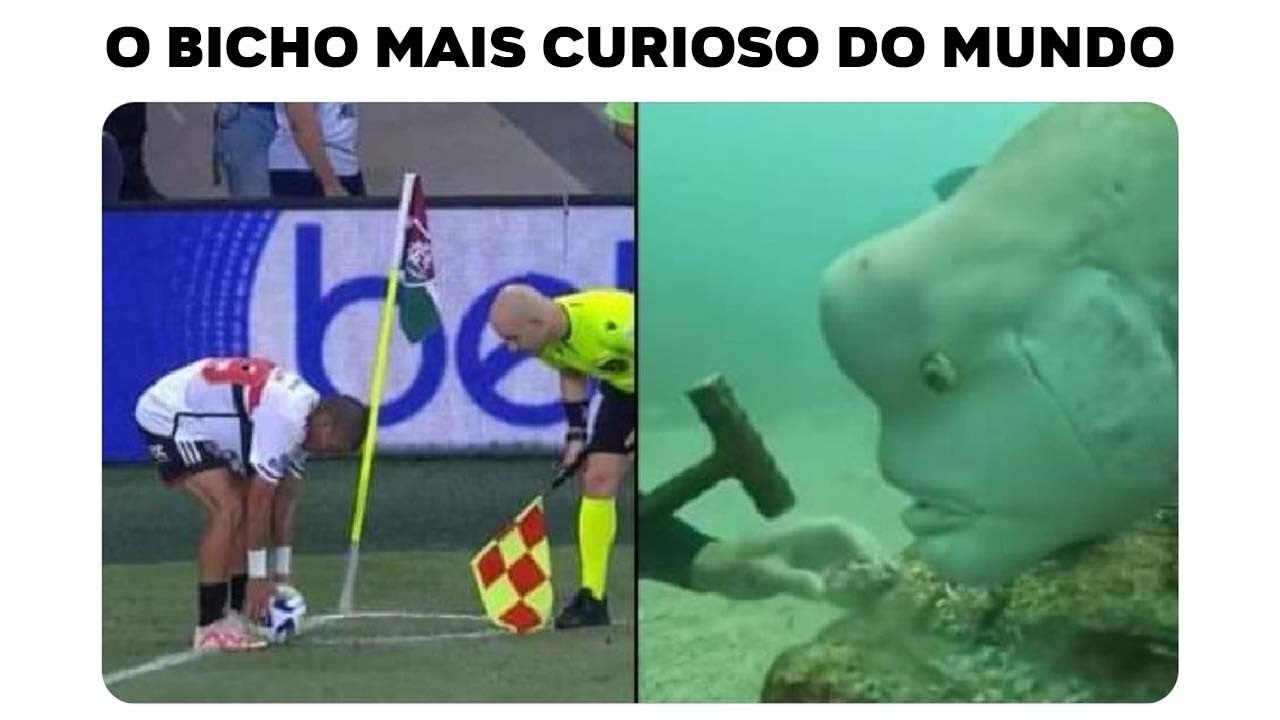 MEMES EM IMAGENS - SAI PRA LA BICHO CURIOSO - YouTube