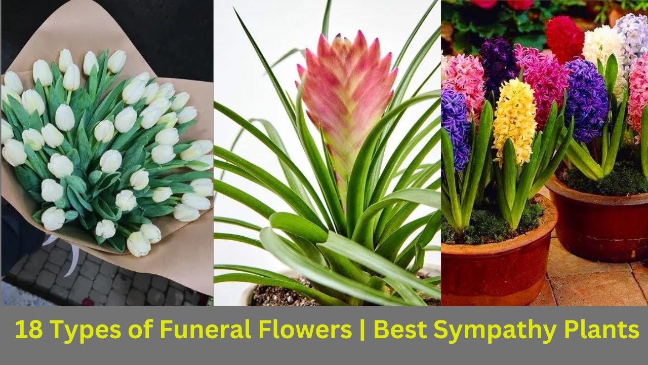 18 Types of Funeral Flowers || Best Sympathy Plants || #indoorplants ...