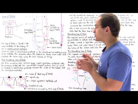 Countercurrent Multiplier System and Loop of Henle