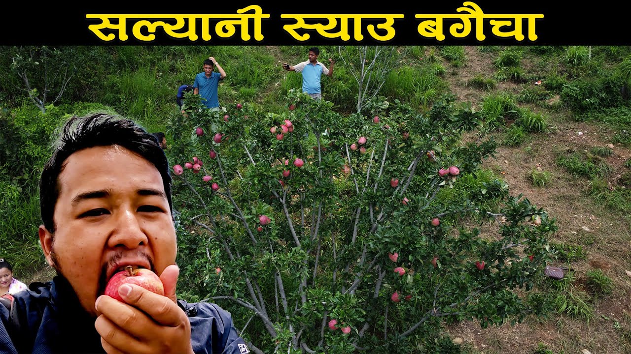 सल्यान जैतपानीका स्याउ - Salyan Jaitpani Apple Garden - @UttarSahu ...