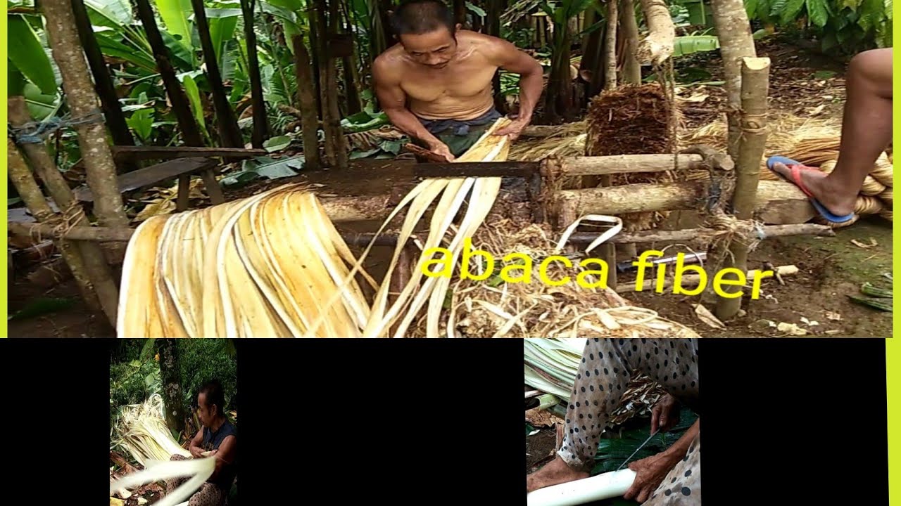 How to strip Abaca Fiber(HAGUT)/BICOL PRODUCT/CIA CASTELO - YouTube