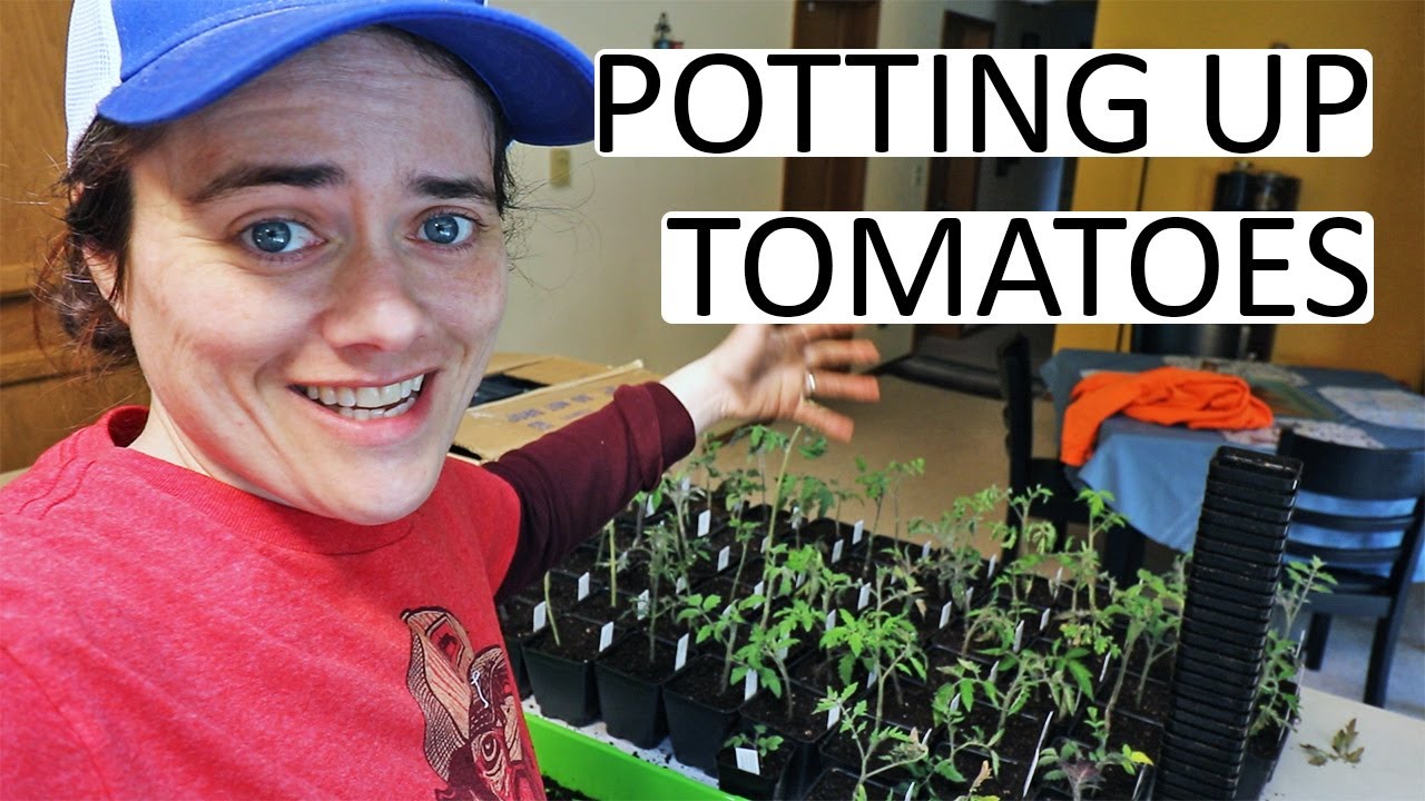 Potting Up the Tomato Starts - Separating Tomatoes and Pepper Seedlings ...