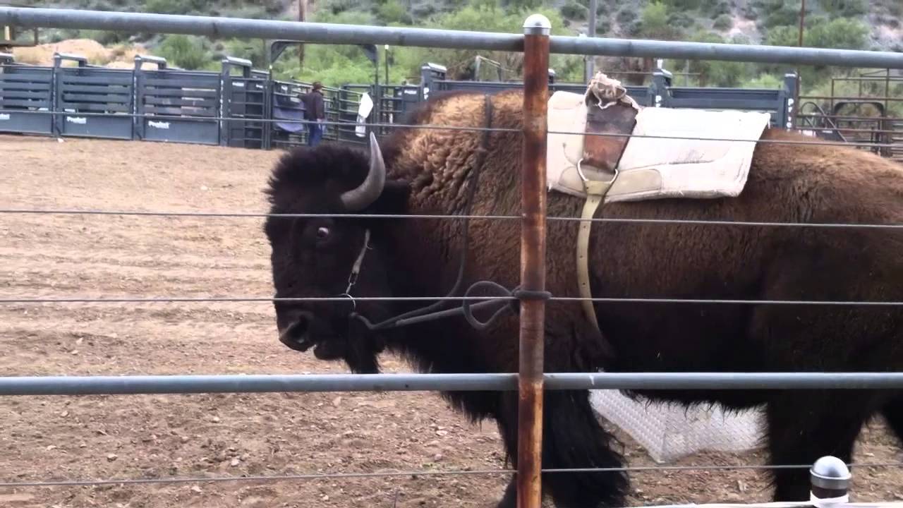 "Hogs and Horses" Buffalo in Cave Creek Arizona - YouTube