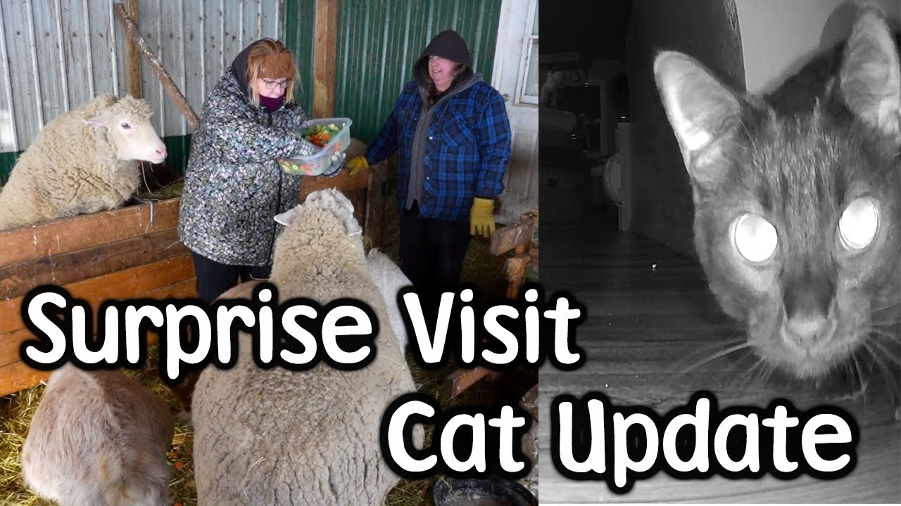 Rescued Cat Update and Morning Feeding/Treats for our Animals - YouTube